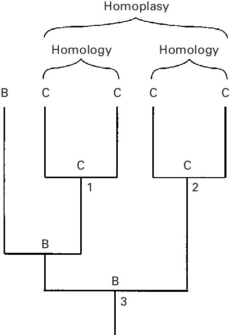 A Representation Of Homology And Homoplasy Of Feature C Based On