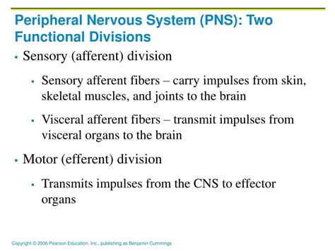Ppt Fundamentals Of The Nervous System And Nervous Tissue Powerpoint