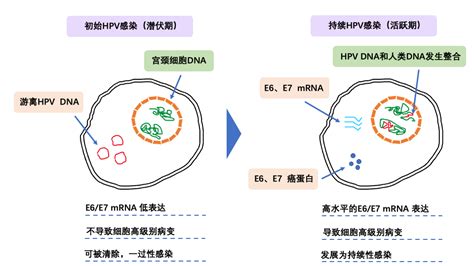 Hpv E6 E7 Mrna检测