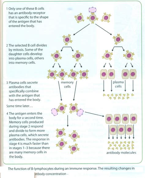 60 Action Of B Lymphocytes Biology Notes For A Level
