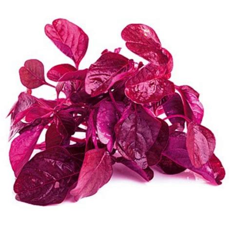 Organic Beauty Spinach Seeds Pattu Cheera Open Pollinated Seed2plant