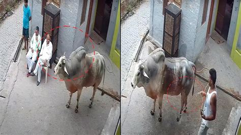 गौ माता की रक्षा करो रे Jai Dharti Maa Jai Gou Mata Must Watch