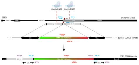 Frontiers Biallelic Selectable Knock In Targeting Of Ccr5 Via