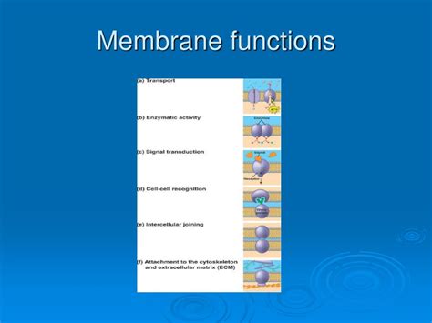 Ppt Cell Membranes Powerpoint Presentation Free Download Id 5932874