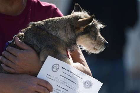 Habrá Jornada De Esterilización Gratuita Para Perros Y Gatos En