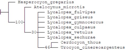 Figure 2 From The Effects Of Polymorphic Characters In The Phylogeny Of