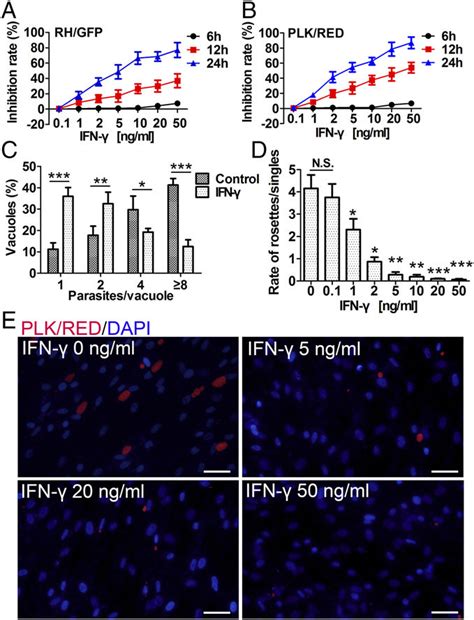 Ifn γ Stimulated Human Mscs Dose Dependently Inhibit The Growth Of T
