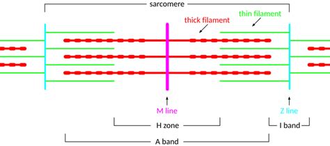 Draw A Sarcomere And Label The Parts