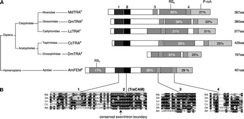 —small conserved protein motifs in tra homologs a schematic