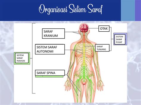 Sistem Saraf Pusat Newstempo