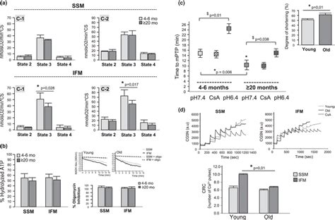 Reduced Fof1‐atp Synthase Dimerization Alters Enzyme Function In Intact