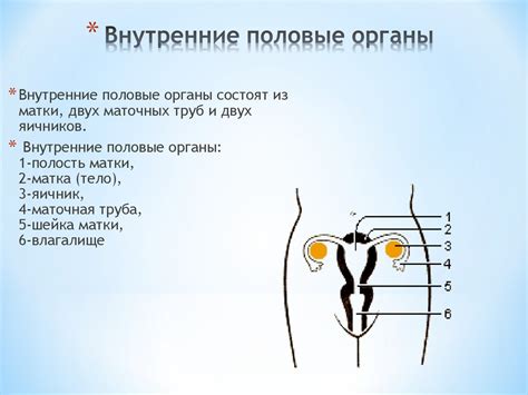 Репродуктивная система женщины презентация онлайн
