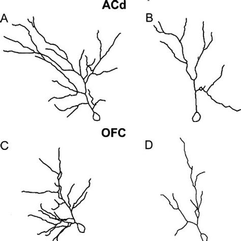 Examples Of 3d Reconstructed Apical Dendrites From Pyramidal Neurons Of