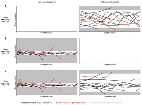 evidence for a sexual dimorphism in gene expression noise