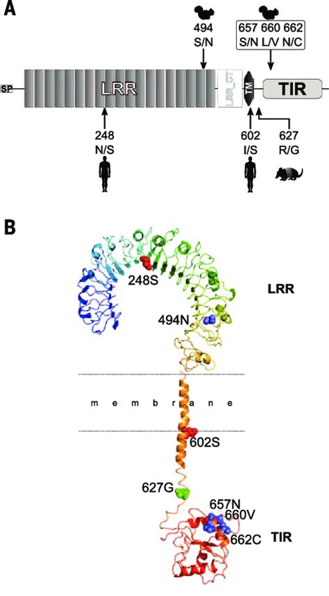 Organization Structure And Polymorphisms In Tlr1 Associated With