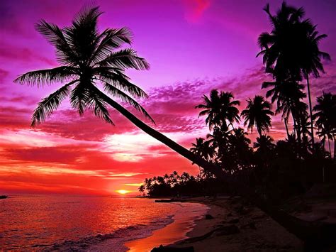 Palm Sunset Colorful Glow Shore Bonito Sunset Clouds Sea Beach