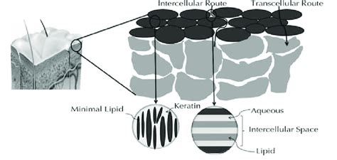 Simplified Diagram Of Stratum Corneum And Two Microroutes Of Drug