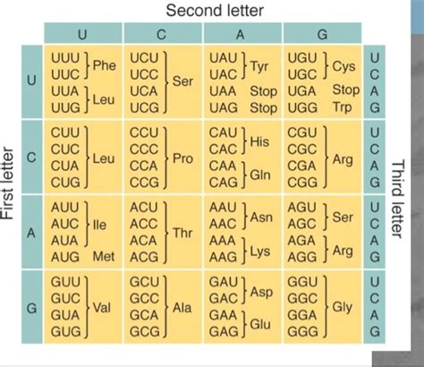 Solved Directions 1 Transcribe The Dna Sequences Below