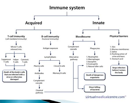Classification Of Immune System Old And New Classification