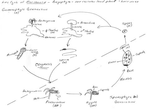 Life Cycles Of Bryophytes Advanced Read Biology Ck 12 Foundation