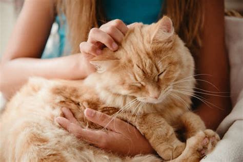 【獣医師監修】撫でようとすると逃げられる。猫の正しい撫で方と慣らし方 Peco（ペコ）