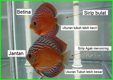 √ Perbedaan Ikan Nila Jantan Dan Betina