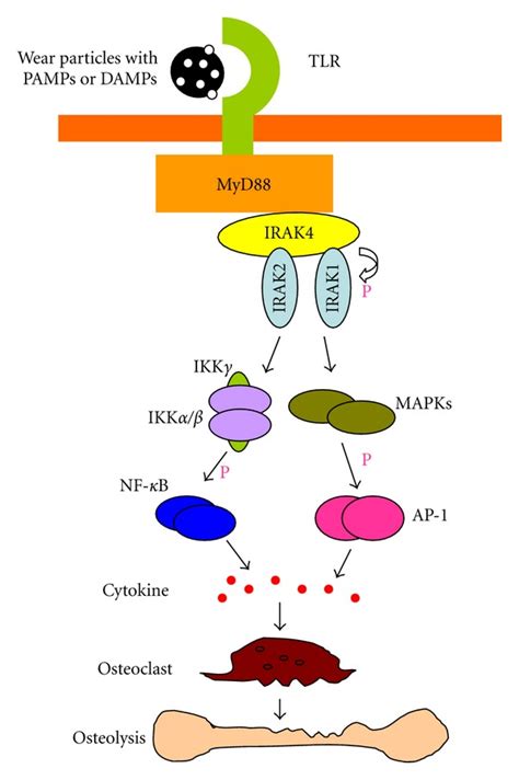 Wear Particles Induced Tlr Signal Pathway Tlrs Recognize Wear