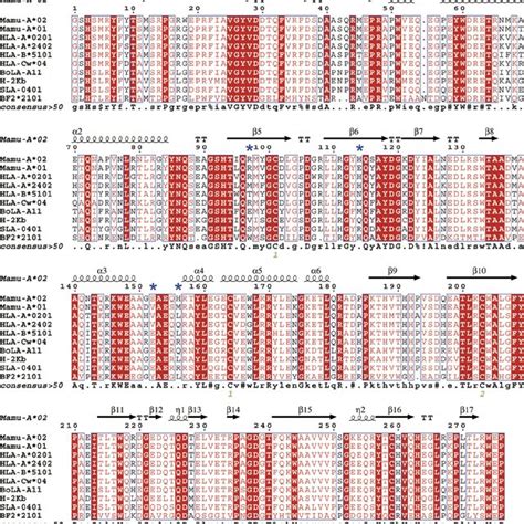 structure based sequence alignment of mamu a 02 and other mhc i