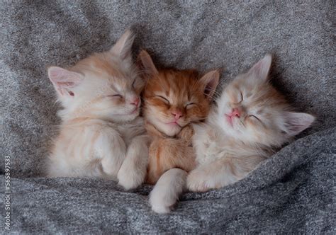 Foto De Ginger Kitten On Couch Under Knitted Blanket Two Cats Cuddling