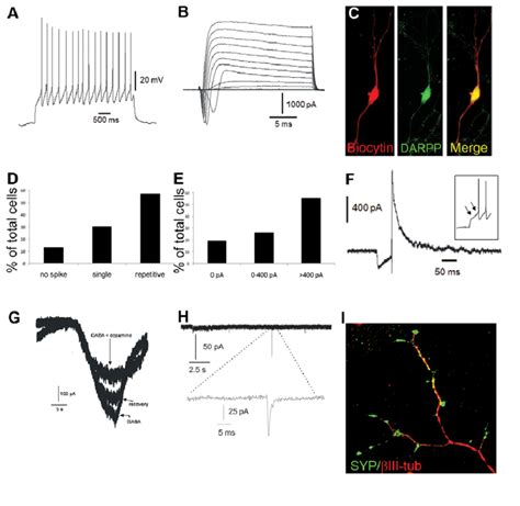 Electrophysiological Properties Of Differentiated Neurons A Sample
