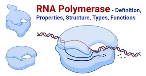 Rna Polymerase Properties Structure Types Functions