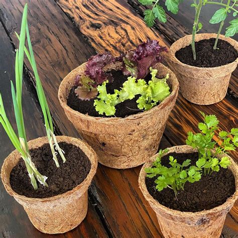 Más De 25 Ideas Para Un Huerto En Casa Diseños Y Consejos