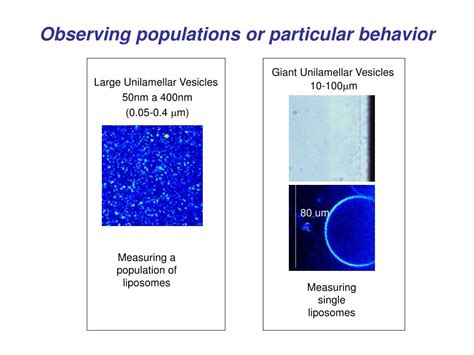 Ppt To Perform Fluorescence Measurements The Molecules Have To