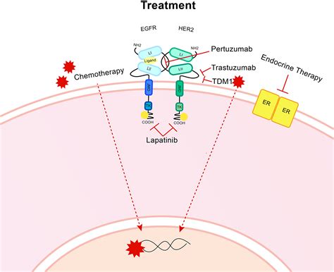 Her2 Splice Variants In Breast Cancer Investigating Their Impact On