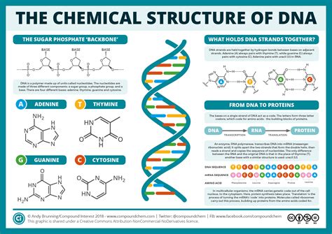 What Is A Dna An Introduction