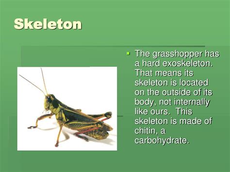Ppt Dissection Of A Grasshopper Powerpoint Presentation Free