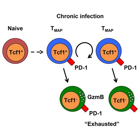 T Cell Factor 1 Expressing Memory Like Cd8 T Cells Sustain The Immune