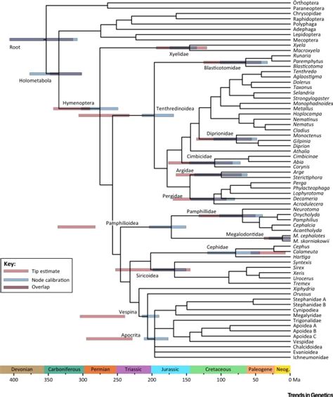 Dating Tips For Divergence Time Estimation Trends In Genetics
