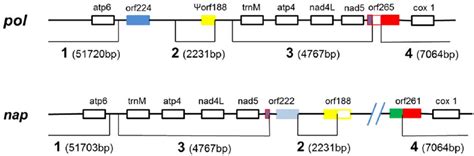 Structural Polymorphism In The Region Surrounding Orf224 The Numbers