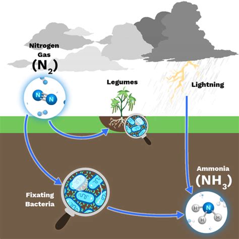 Nitrogen Fixation Labster
