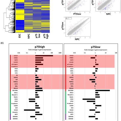 Global Gene Expression Analysis Of P75high And P75low Cell Populations