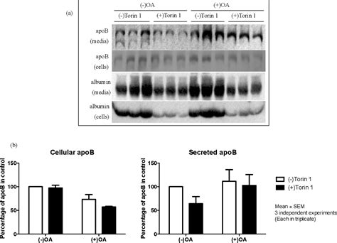 Figure 3 From Investigating The Role Of Autophagy In Intracellular