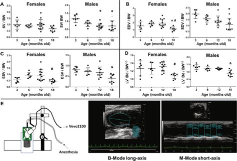age and sex dependent differences in extracellular matrix metabolism