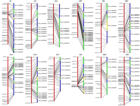 Anchoring Of The Melon Scaffold Genome Assembly To The Ps X Sc F2
