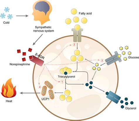 What Are Adipocytes What Are Their Functions Brown Ad