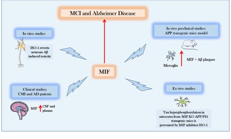 Evidences Supporting The Role Of Macrophage Migration Inhibitory Factor