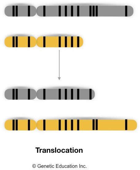 Genetic Mutations Definition Types Causes And Examples – Genetic