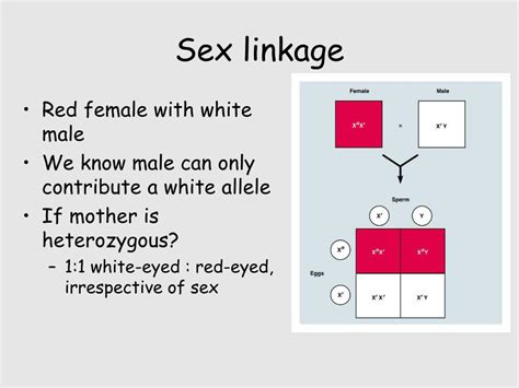 Ppt Linkage Sex Linkage Pedigrees Powerpoint Presentation Free