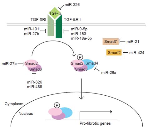 Cystic Fibrosis Cell Signaling Pathway