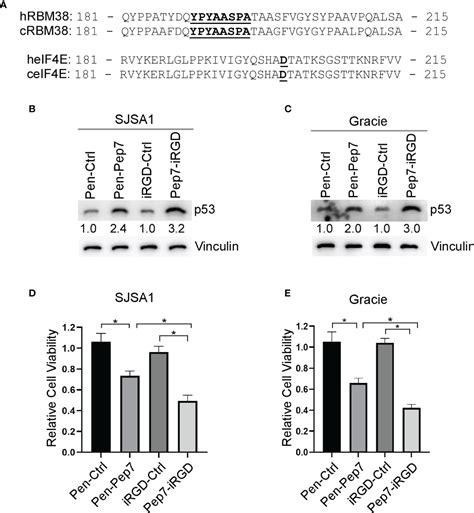 Frontiers Optimization Of Eif4e Binding Peptide Pep8 To Disrupt The